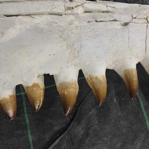 HUGE Mosasaur Jaw 65 Cm Original Fossil Cretaceous Prehistoric Dinosaur ...