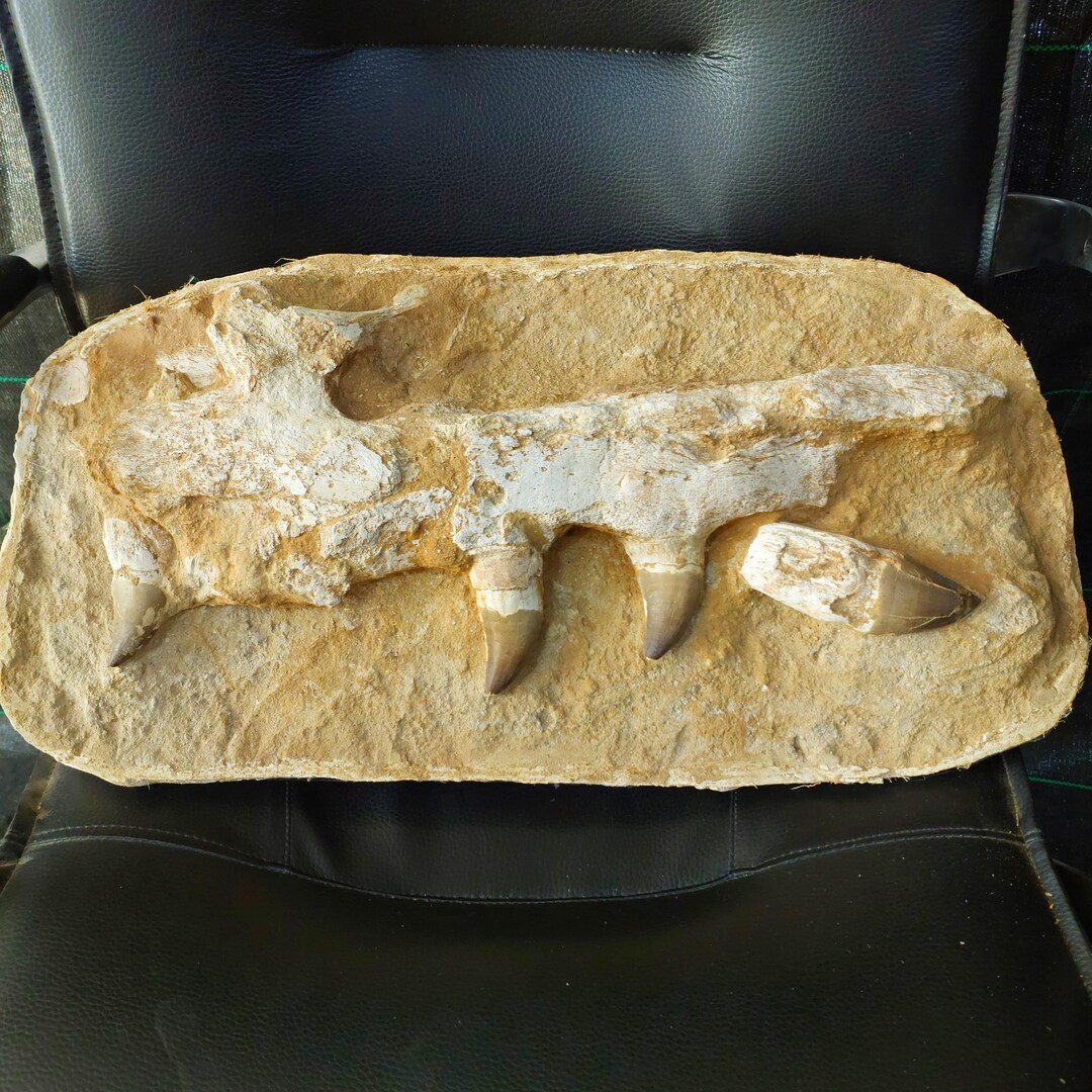 Big Mosasaur Jaw Fossil in Matrix Dinosaur Cretaceous Paleontology ...