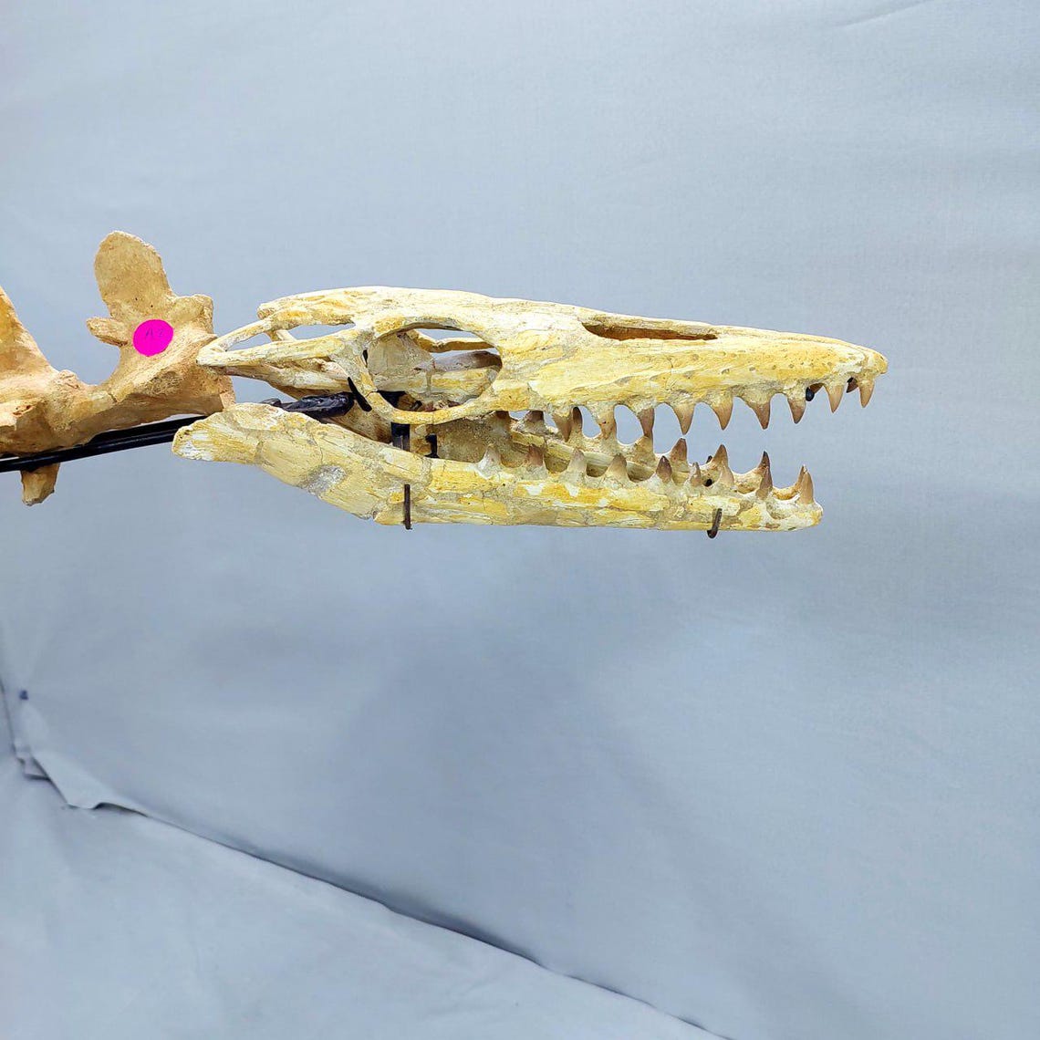 Mosasaur Skeleton Fossil: Prognathodon Anceps, Cretaceous Reptile ...