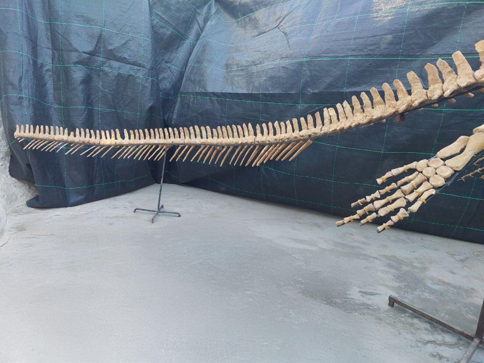 Museum-grade Halisaurus Mosasaur Skeleton Fossil - 197" Cretaceous ...