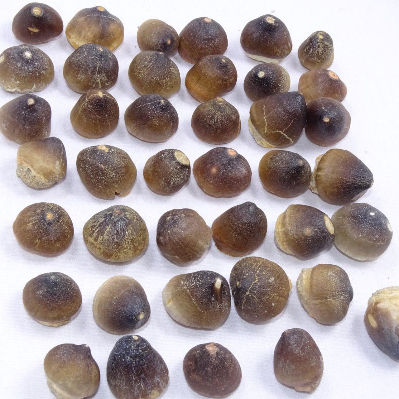 RARE 100 Globidens Teeth Mosasaurus Fossil Museum Quality Paleontology ...