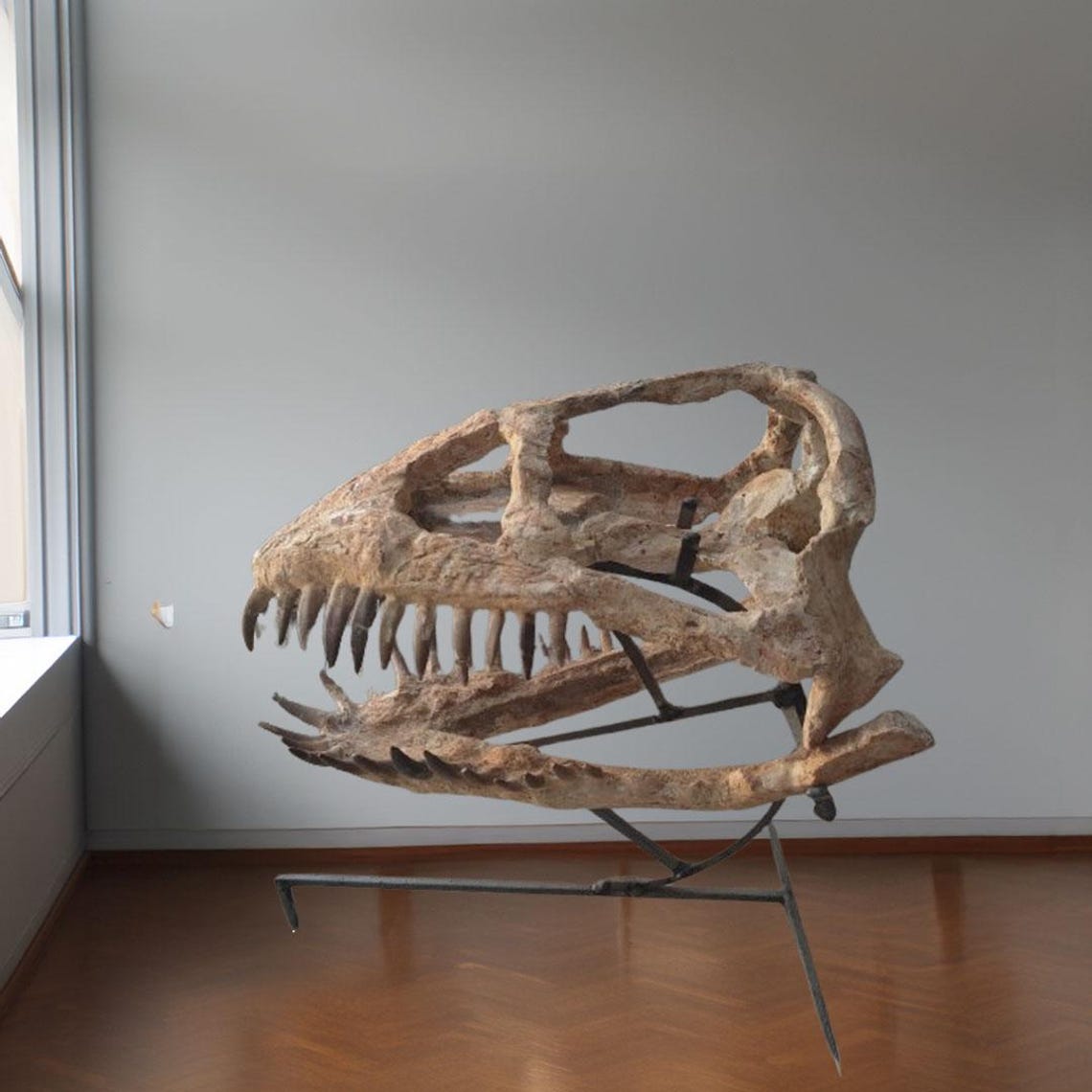 Zarafasaura Plesiosaur Skull Fossil: Cretaceous Marine Reptile (15.7 ...