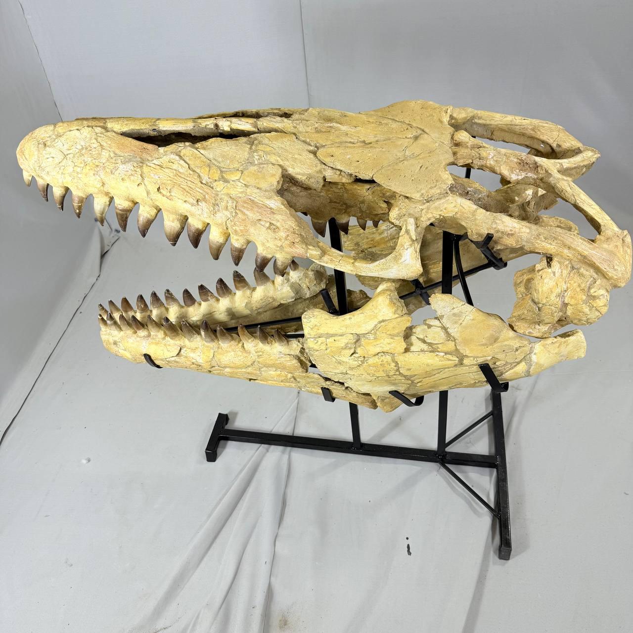 Huge & Rare Mosasaurus Skull – 125 Cm (49") | Prognathodon Anceps ...