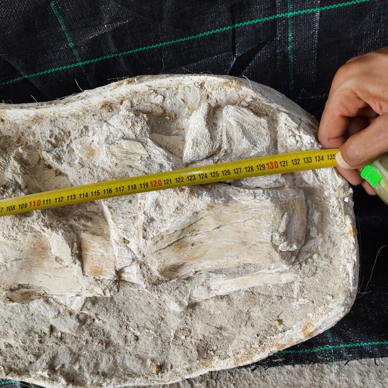 RARE Mosasaur Vertebrae Original Fossil (large Size - 135cm) Cretaceous ...