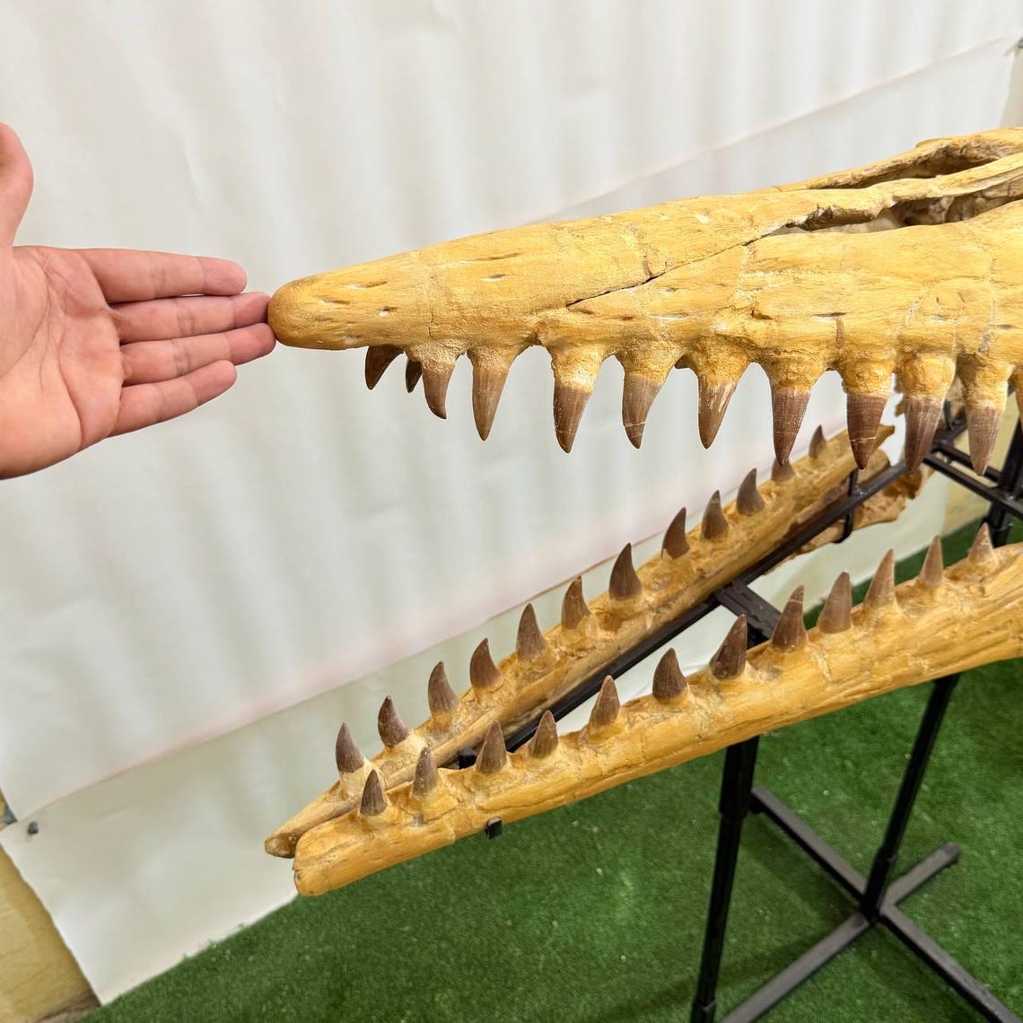 Huge Hainosaurus SKULL 47.3 Mosasaurus Fossil Museum Quality ...