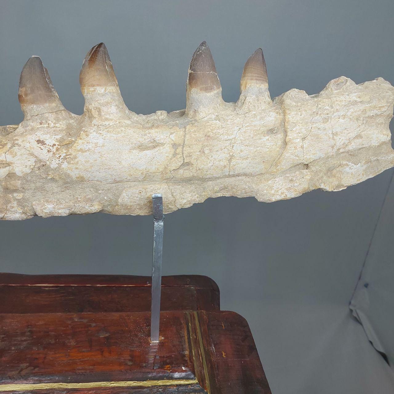 Huge Mosasaurus Jaw Fossil Dinosaur Cretaceous Morocco Paleontology T ...