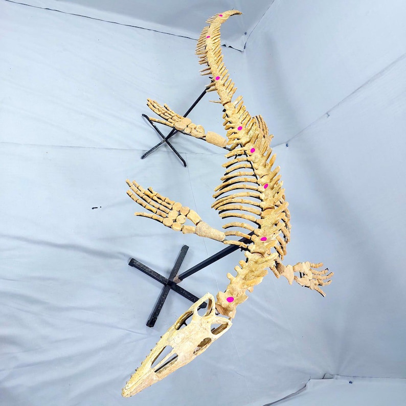 Mosasaur Skeleton Fossil: Prognathodon Anceps, Cretaceous Reptile ...