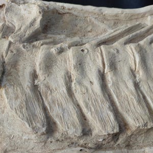 Authentic Mosasaur TAIL Fossil Dinosaur Cretaceous Period 66 Million ...
