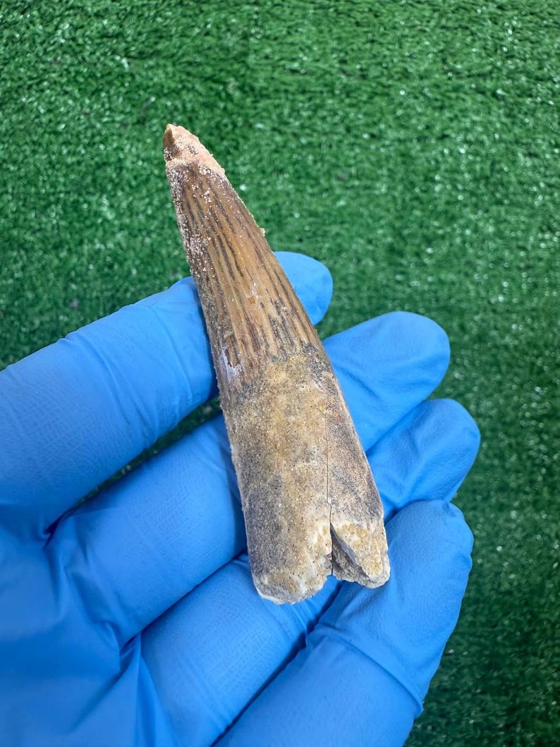 3.2 INCH SPINOSAUR Tooth Exceptional Quality REAL Dinosaur Fossilized ...