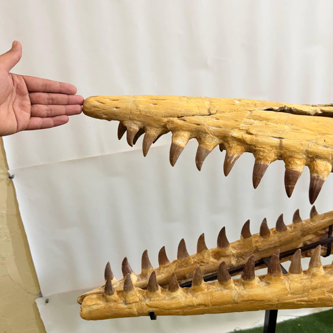 Huge Hainosaurus SKULL 47.3 Mosasaurus Fossil Museum Quality ...
