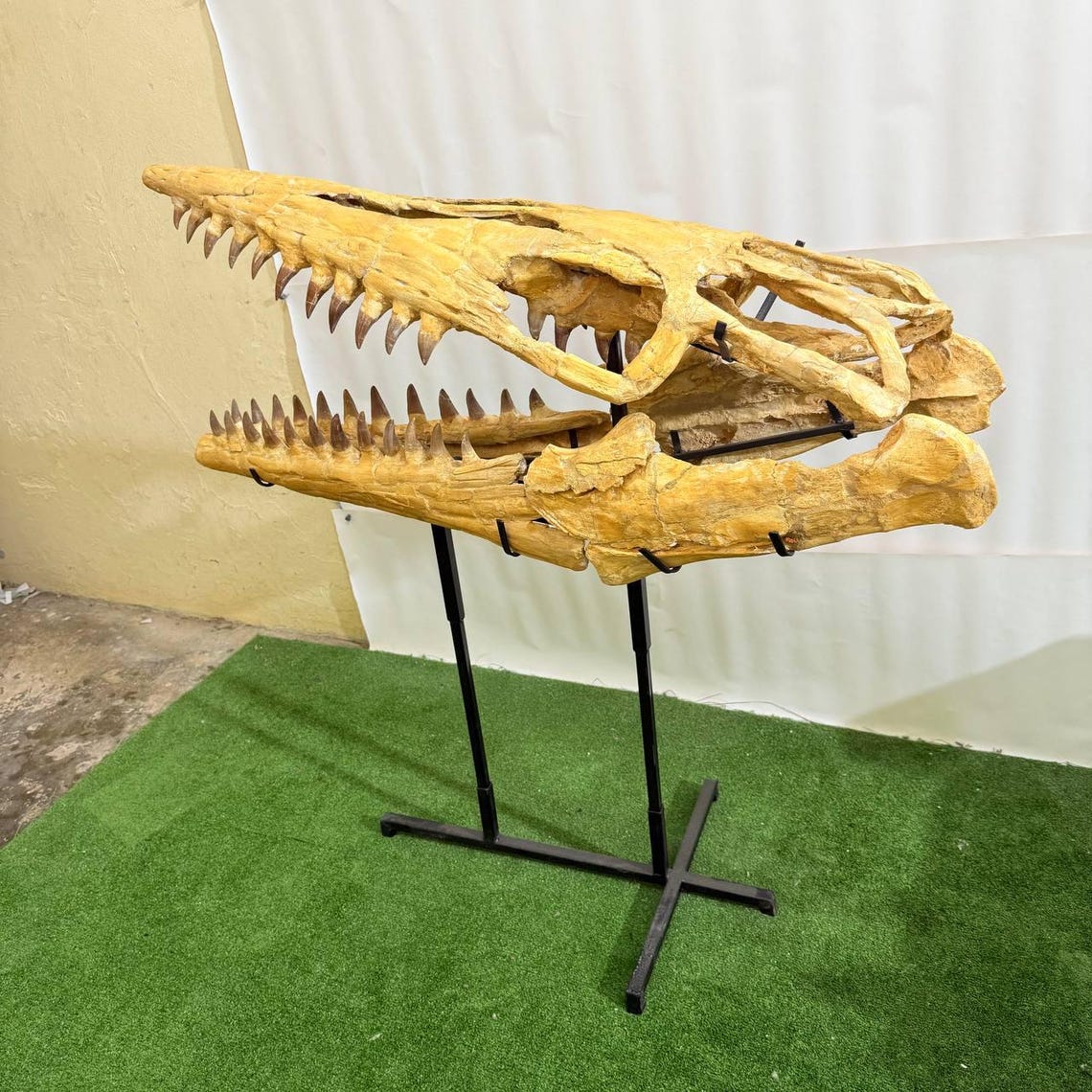 Huge Hainosaurus SKULL 47.3 Mosasaurus Fossil Museum Quality ...