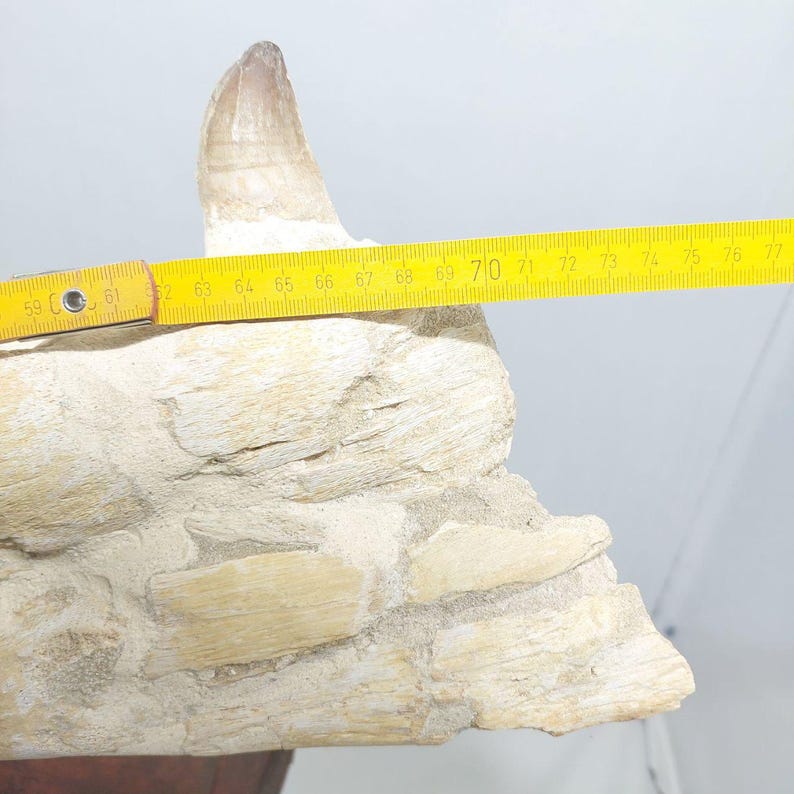 Huge Mosasaur Jaw Fossil: 29-inch Cretaceous Marine Reptile - Etsy