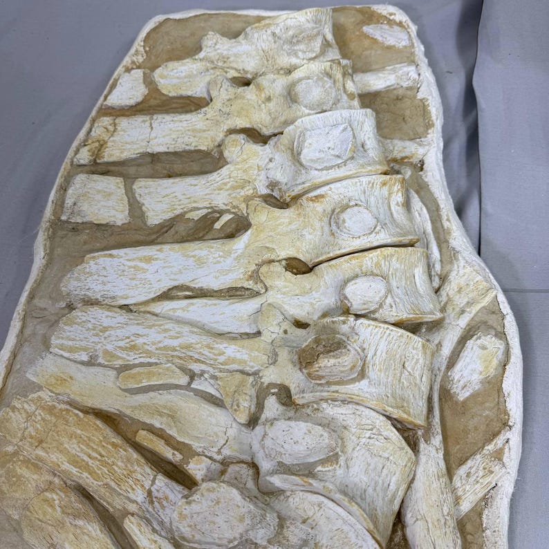 Paleontology Authentic Fossils Plesiosaurus Vertebrae Fossil Original ...
