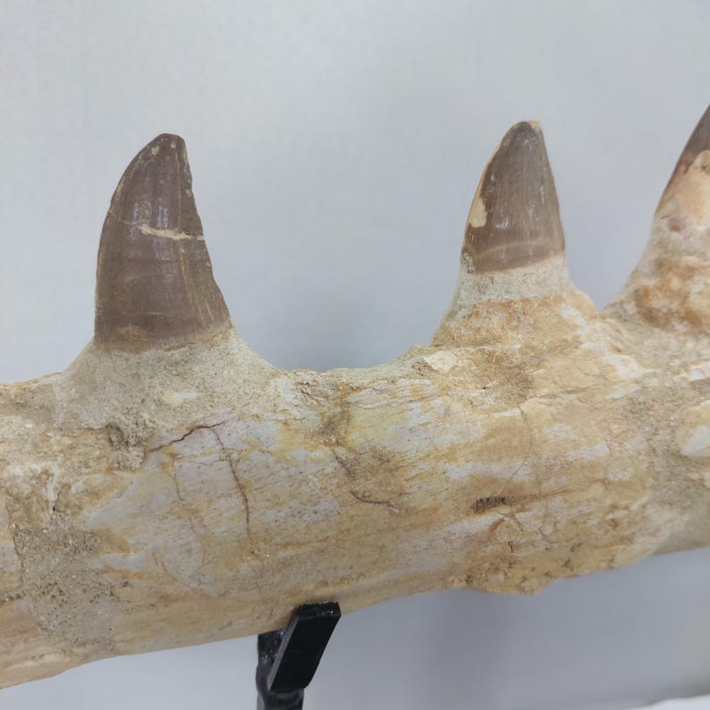 Dinosaur Great Fossil Mosasaurus Jaw Moroccan Cretaceous 66 Million ...
