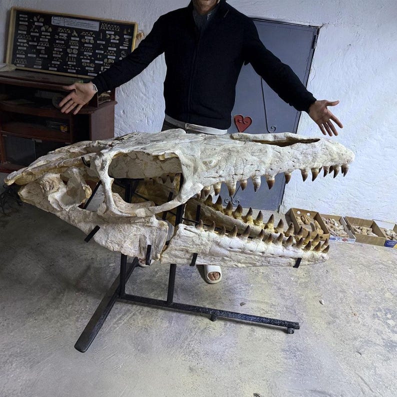 Monster HUGE MOSASAUR SKULL 61 Inch Fossil Museum Quality Paleontology ...