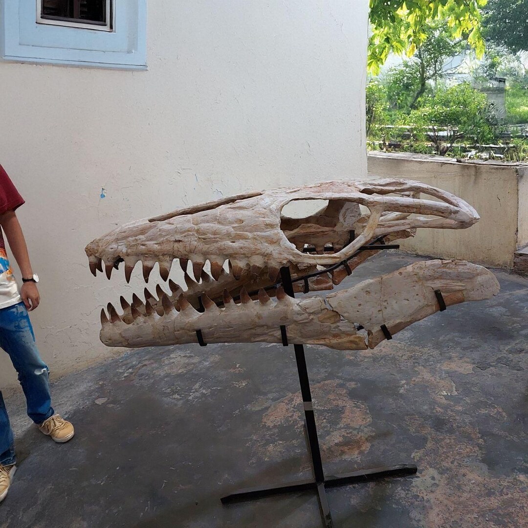 HUGE Mosasaur Skull Original Fossil Prehistoric Dinosaur Mosasaurus ...