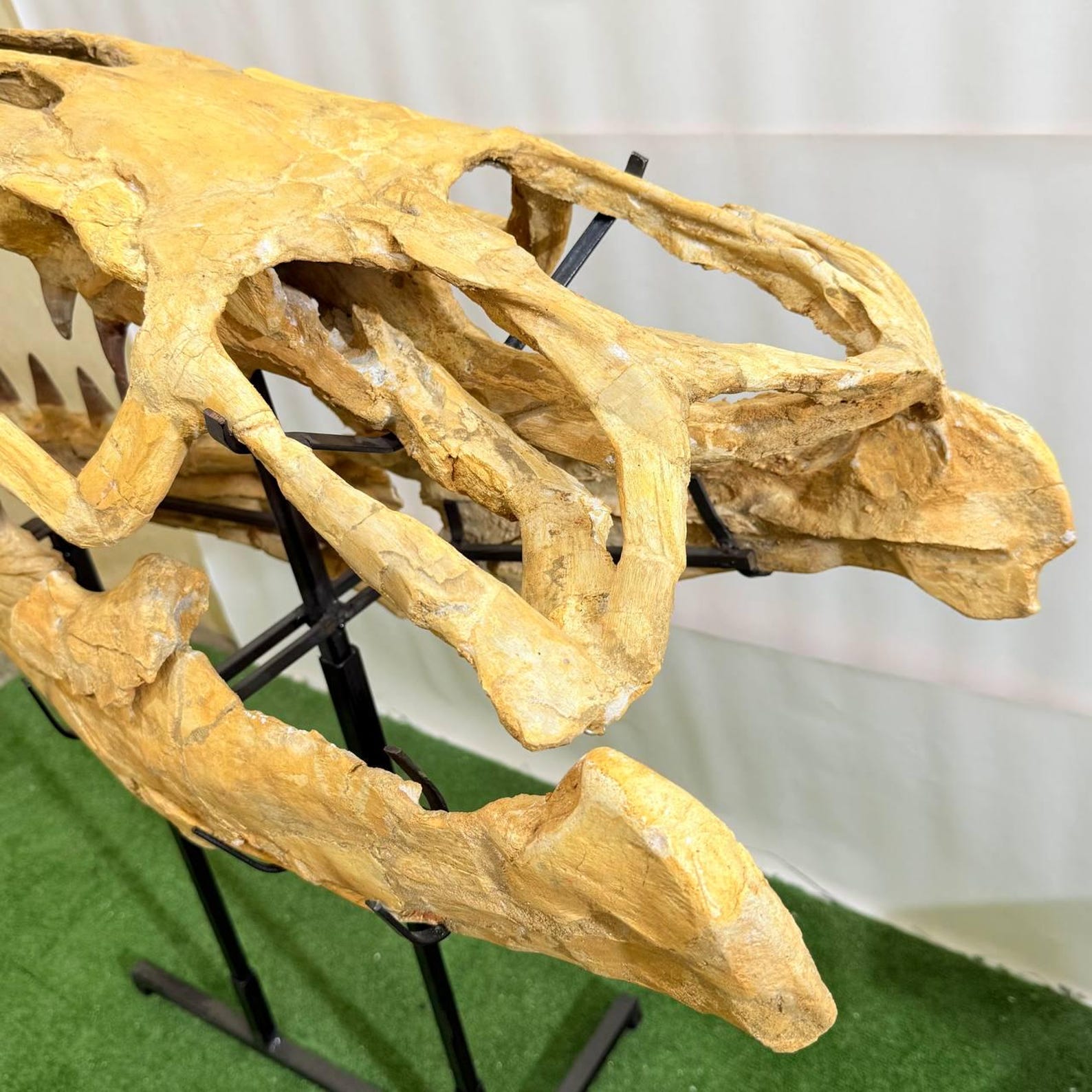 Huge Hainosaurus SKULL 47.3 Mosasaurus Fossil Museum Quality ...