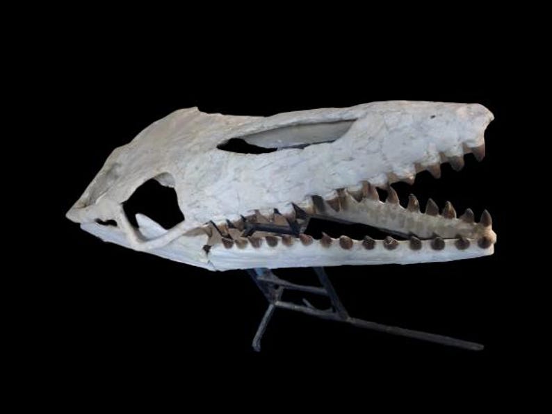 52" Monster Mosasaur Skull Original Fossil Dinosaur Cretaceous ...