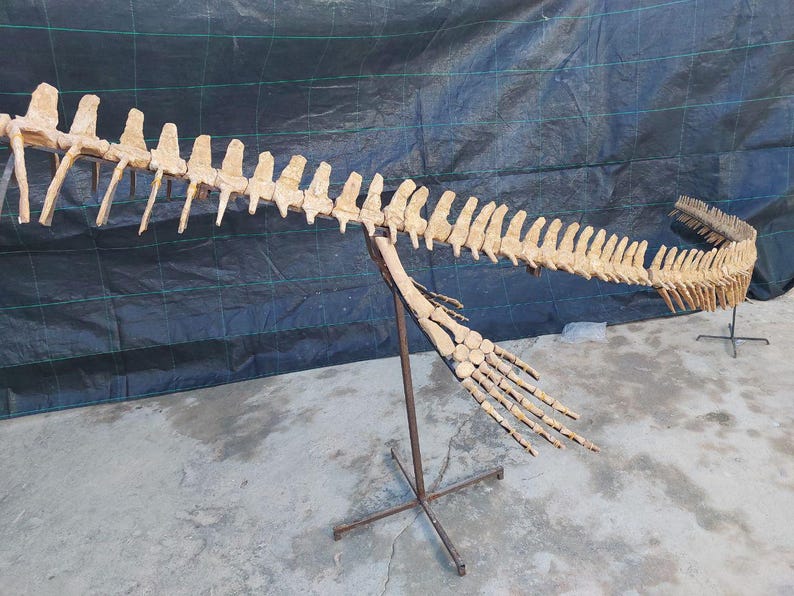 Museum-grade Halisaurus Mosasaur Skeleton Fossil - 197" Cretaceous ...