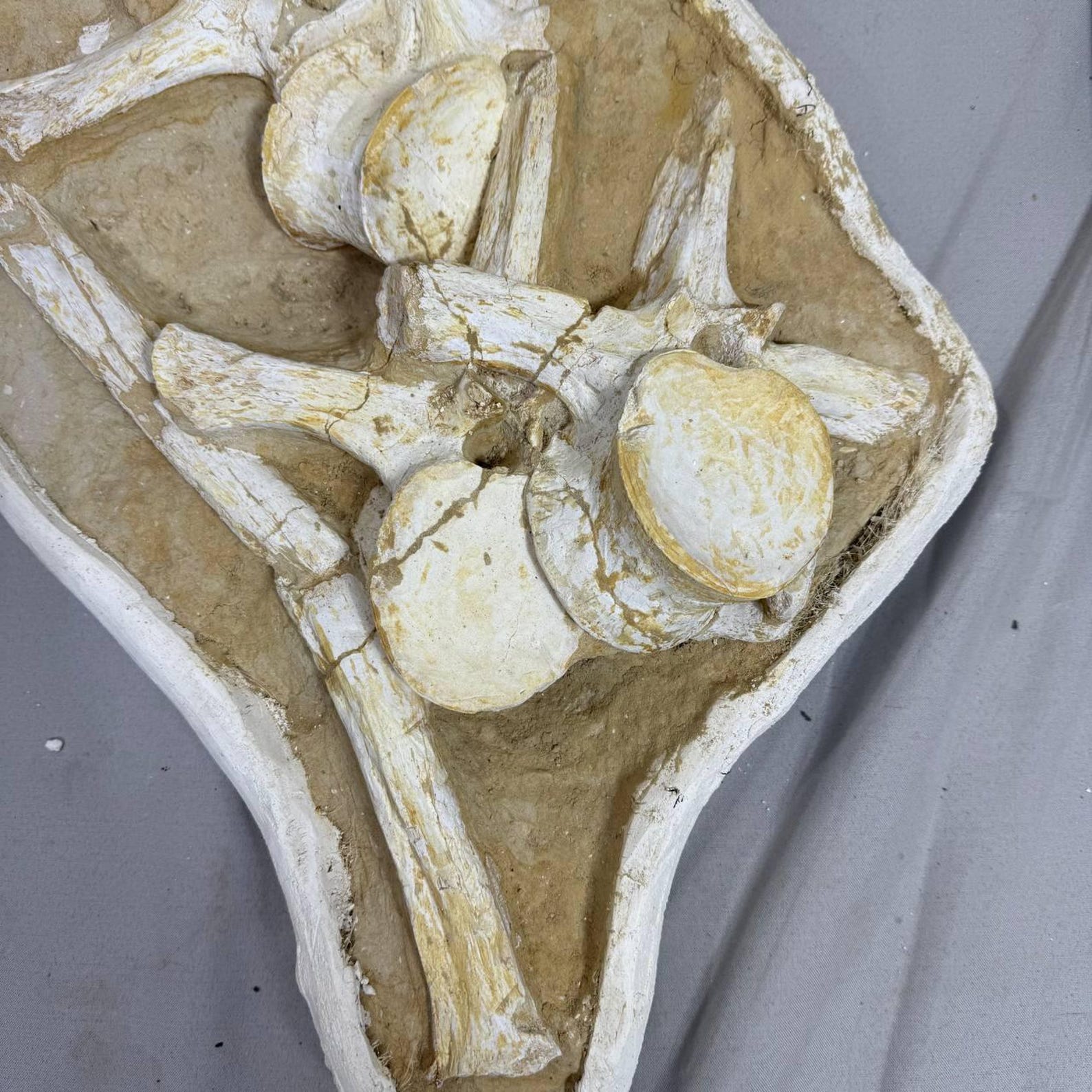 Zarafasaura Vertebrae & Rib Fossil: Authentic Plesiosaur Reptile (82cm ...