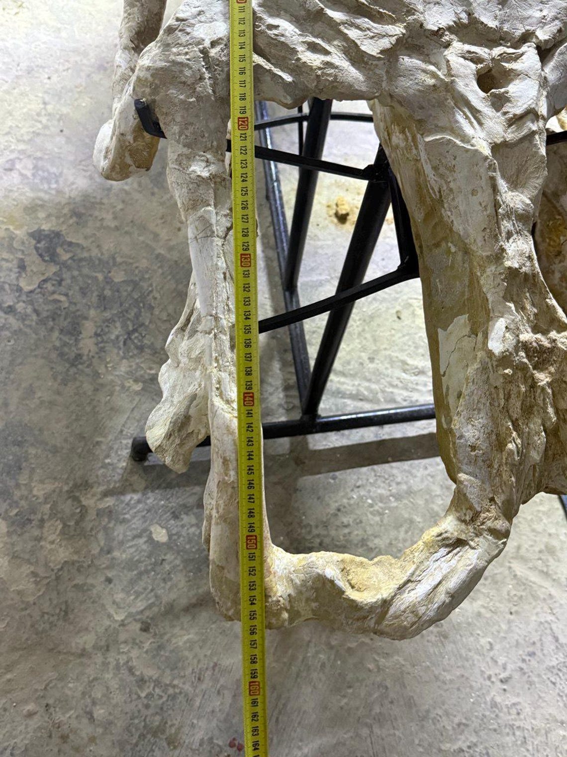 Monster HUGE MOSASAUR SKULL 61 Inch Fossil Museum Quality Paleontology ...