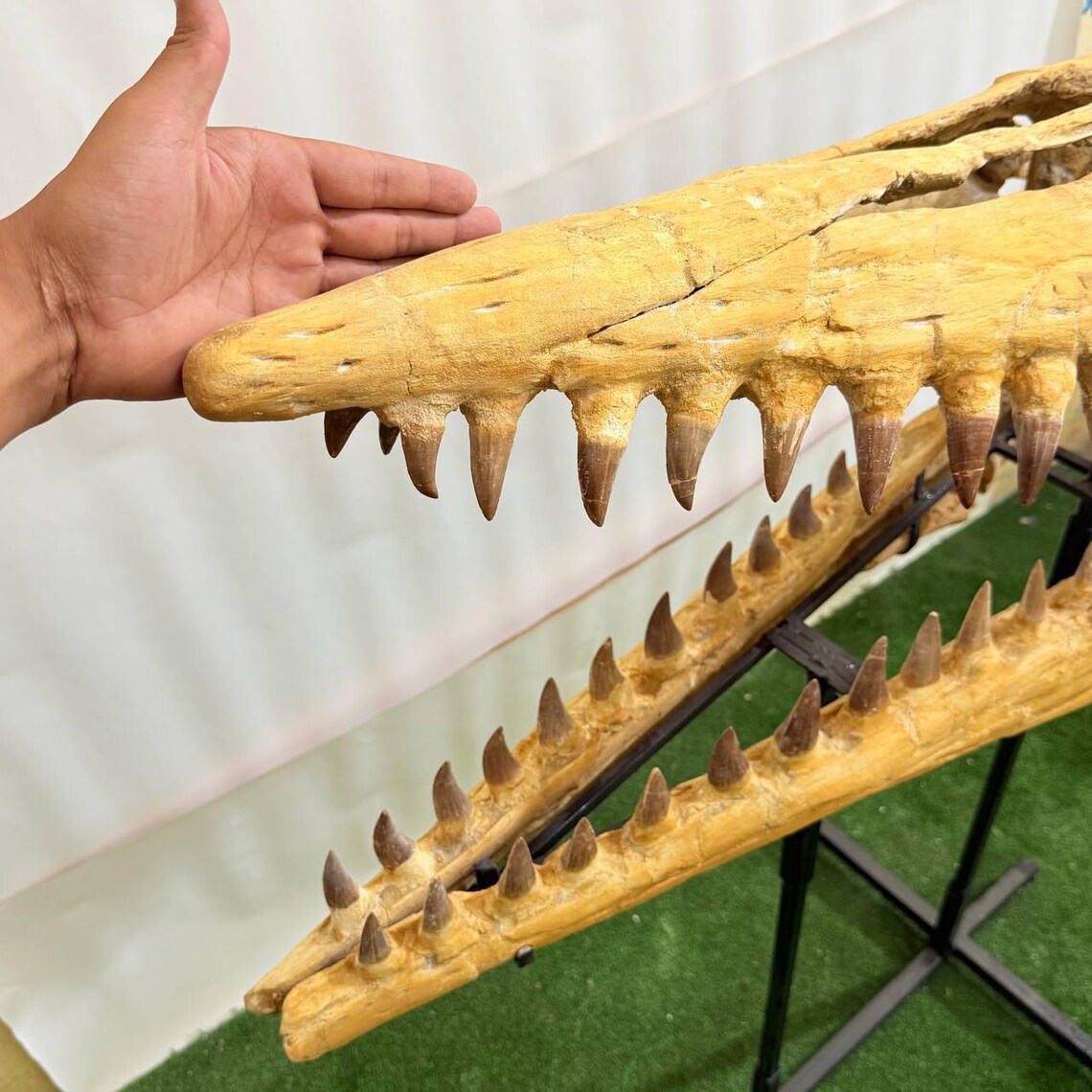 Huge Hainosaurus SKULL 47.3 Mosasaurus Fossil Museum Quality ...