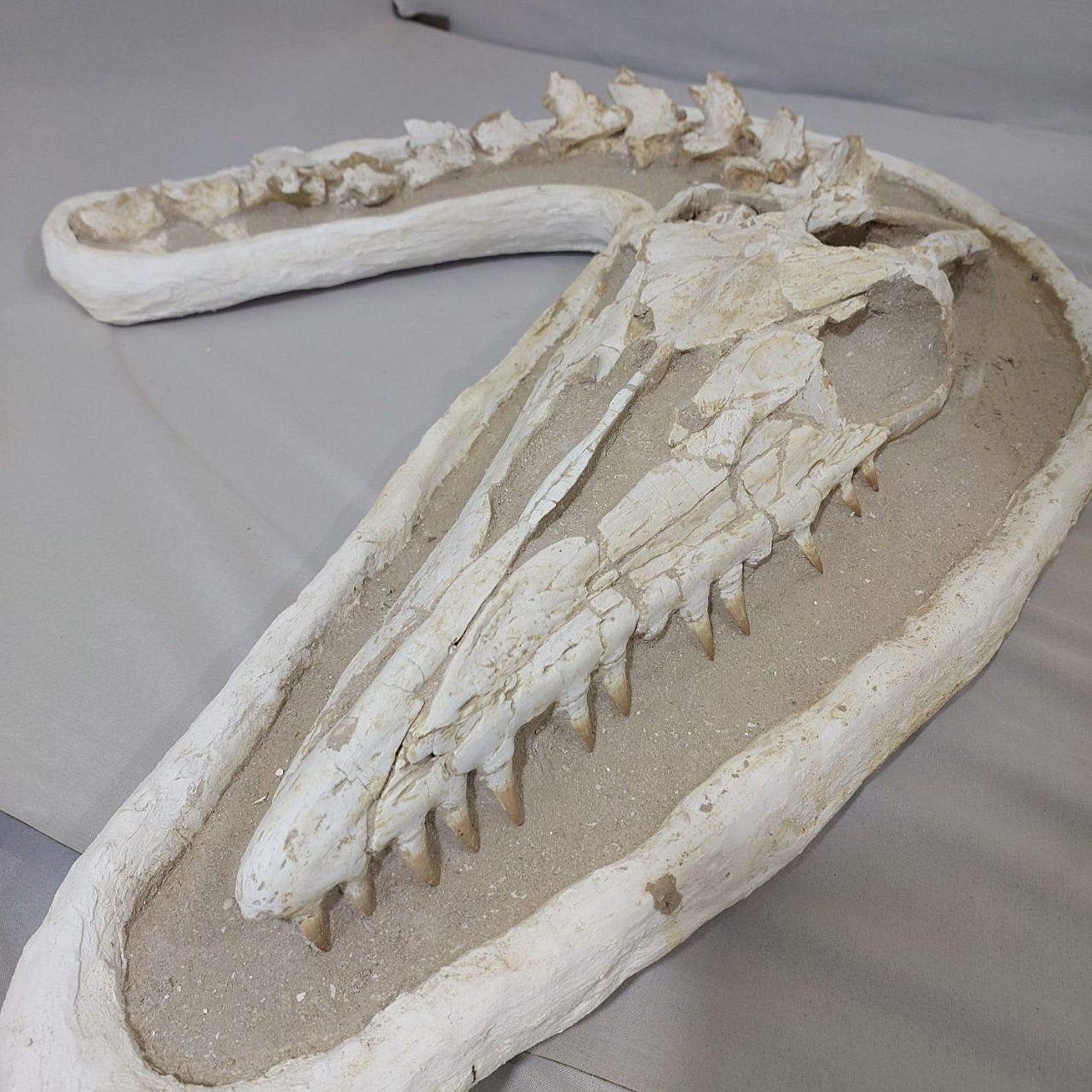 Original Mosasaur Skull With Vertebrae Prehistoric Ancient Sea Specimen ...