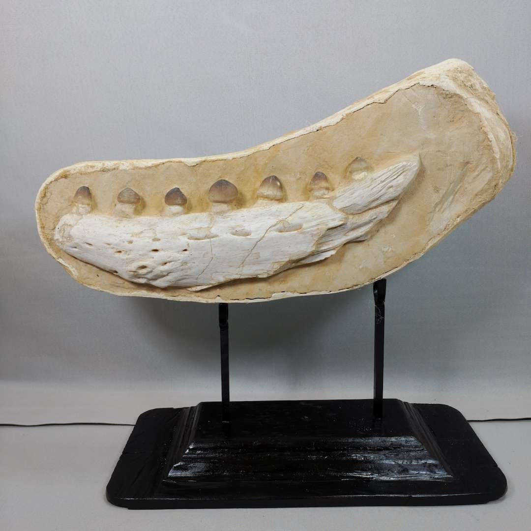 Rare Find Globidens Jaw Mosasaurus Fossil Dinosaur Cretaceous ...