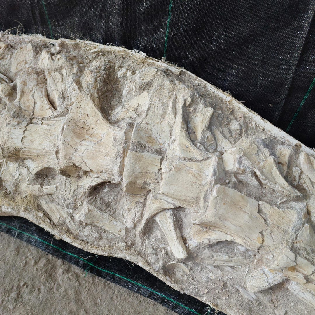 RARE Mosasaur Vertebrae Original Fossil (large Size - 135cm) Cretaceous ...