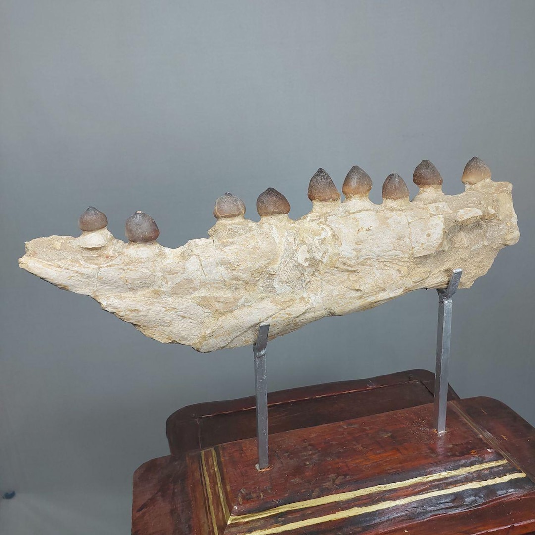 Genuine Globidens Mosasaur Jaw Fossil Dinosaur Cretaceous Fossils ...