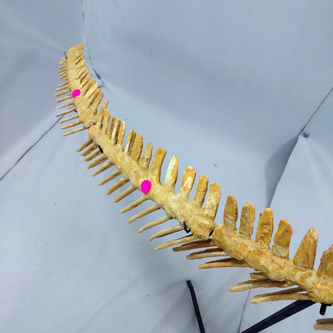 Mosasaur Skeleton Fossil: Prognathodon Anceps, Cretaceous Reptile ...