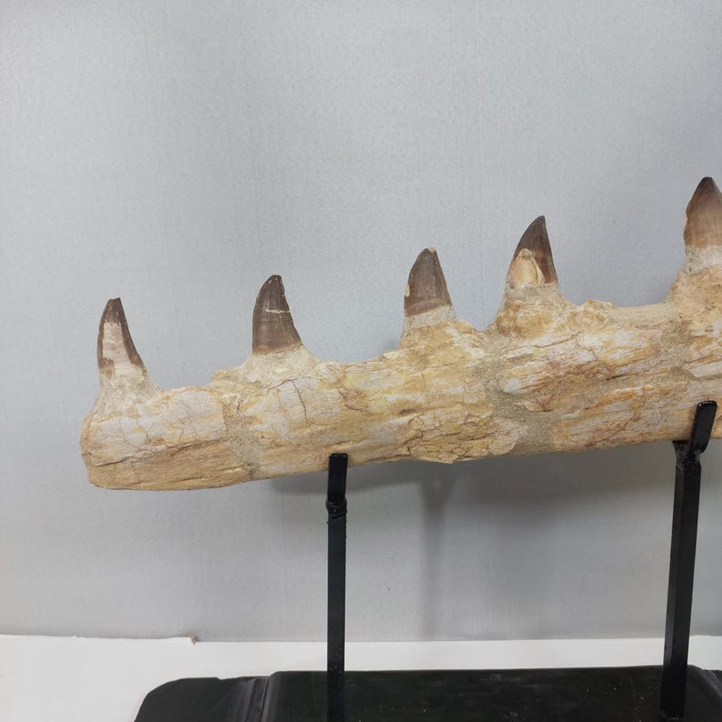 Dinosaur Great Fossil Mosasaurus Jaw Moroccan Cretaceous 66 Million ...