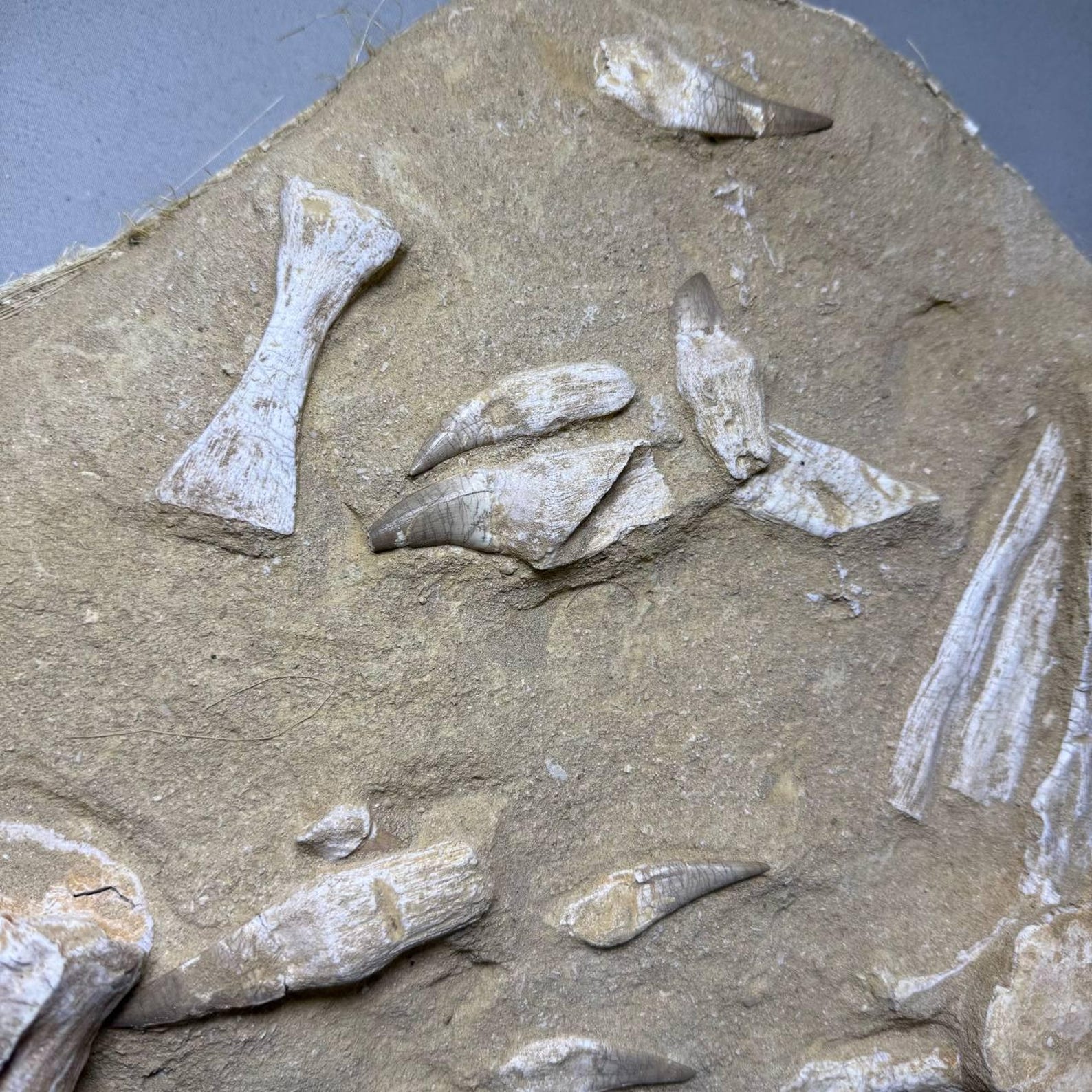 Museum Jacket of Mosasaur Fossils - Teeth Bones Skull Paddle Fossilized ...