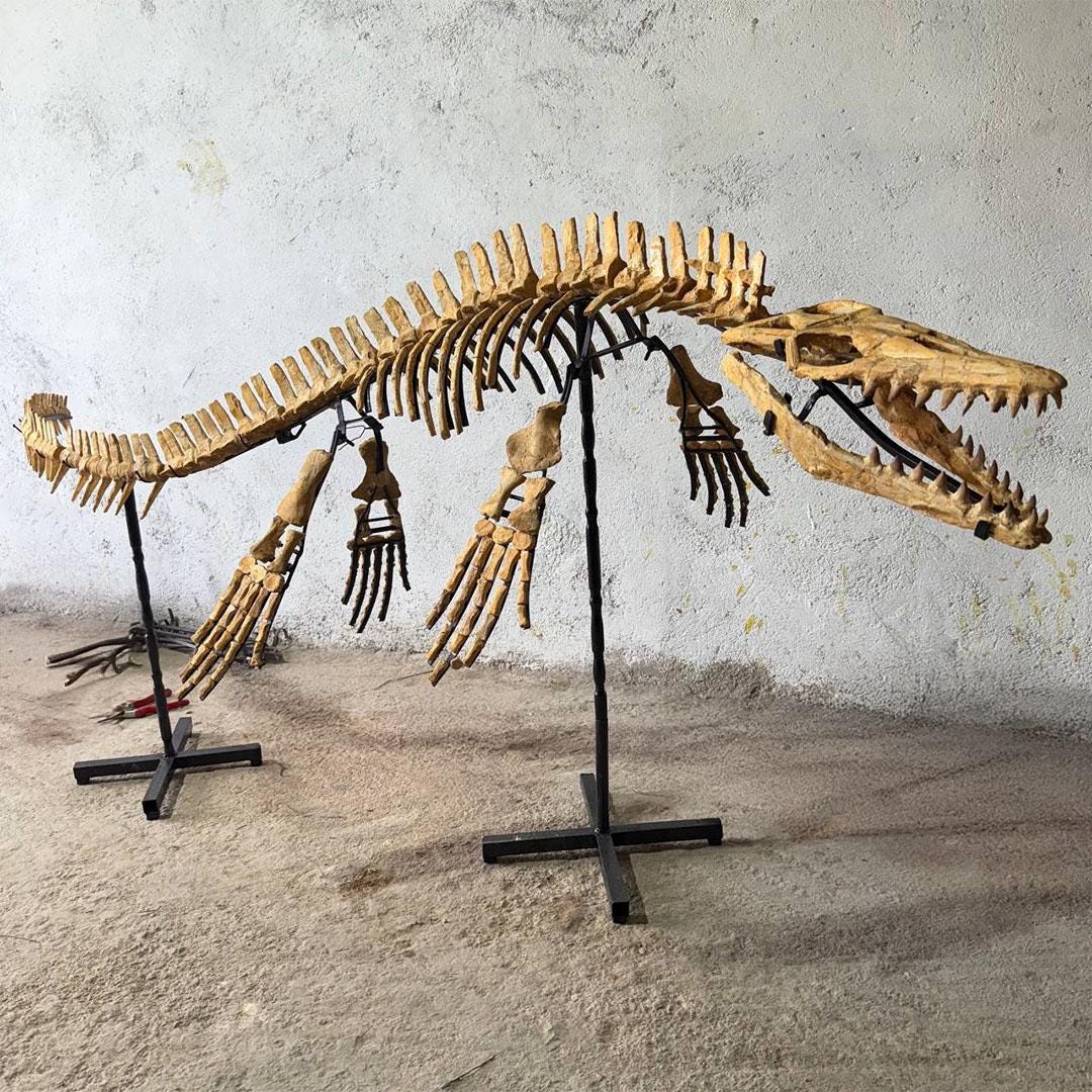 Special OFFER Mosasaurus Skeleton Original Fossil Dinosaur CRETACEOUS ...