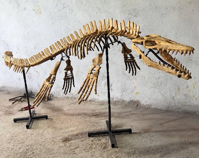 Special OFFER Mosasaurus Skeleton Original Fossil Dinosaur CRETACEOUS ...