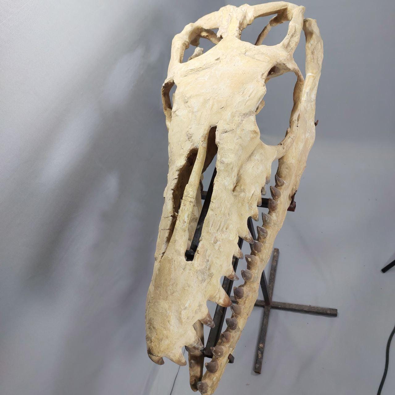 35 Inches Mosasaurus Skull Fossil Dinosaur Cretaceous Mosasaurus ...