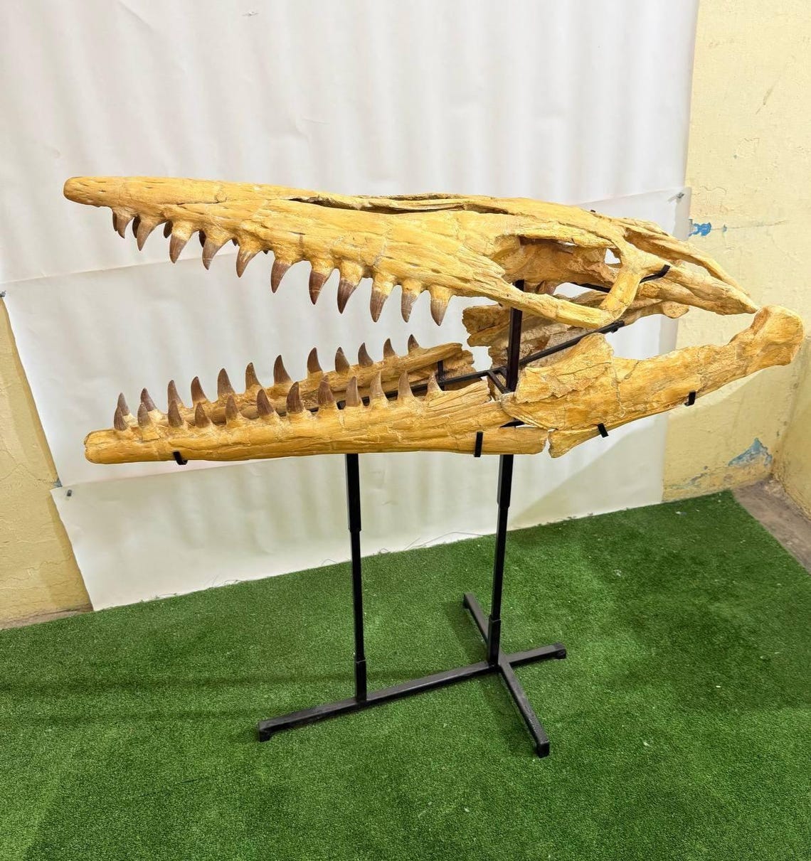 Huge Hainosaurus SKULL 47.3 Mosasaurus Fossil Museum Quality ...