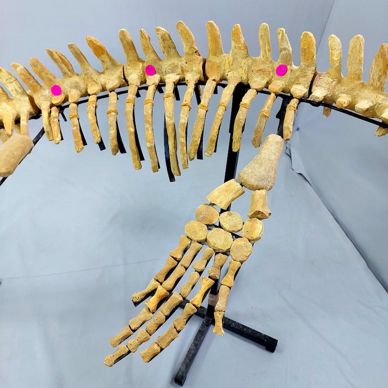 Mosasaur Skeleton Fossil: Prognathodon Anceps, Cretaceous Reptile ...