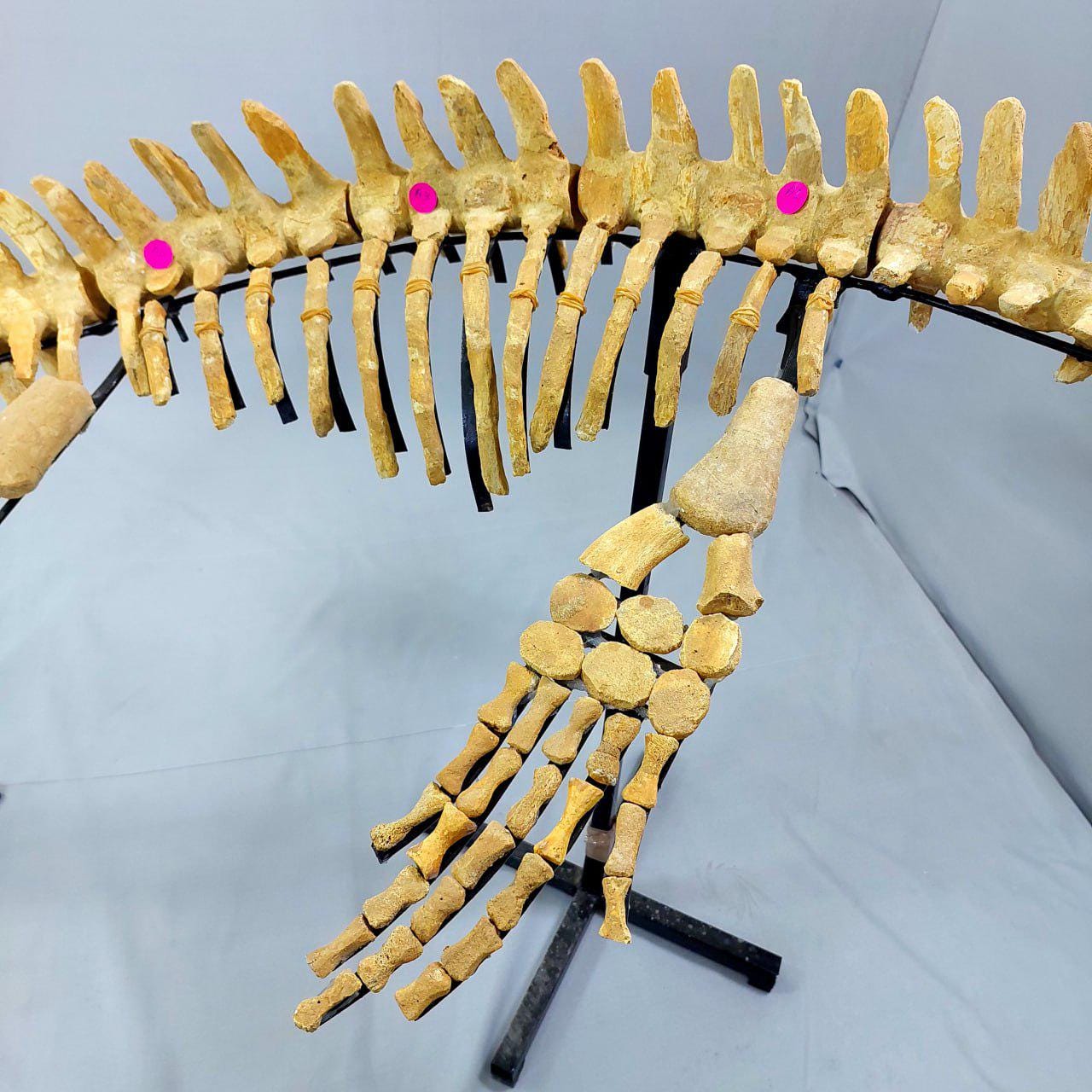 Mosasaur Skeleton Fossil: Prognathodon Anceps, Cretaceous Reptile ...