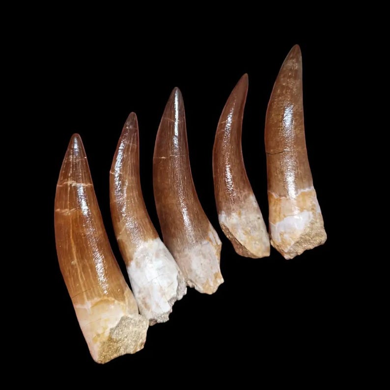 Authentic 100 Plesiosaurus Teeth Huge Fossil Museum Quality ...