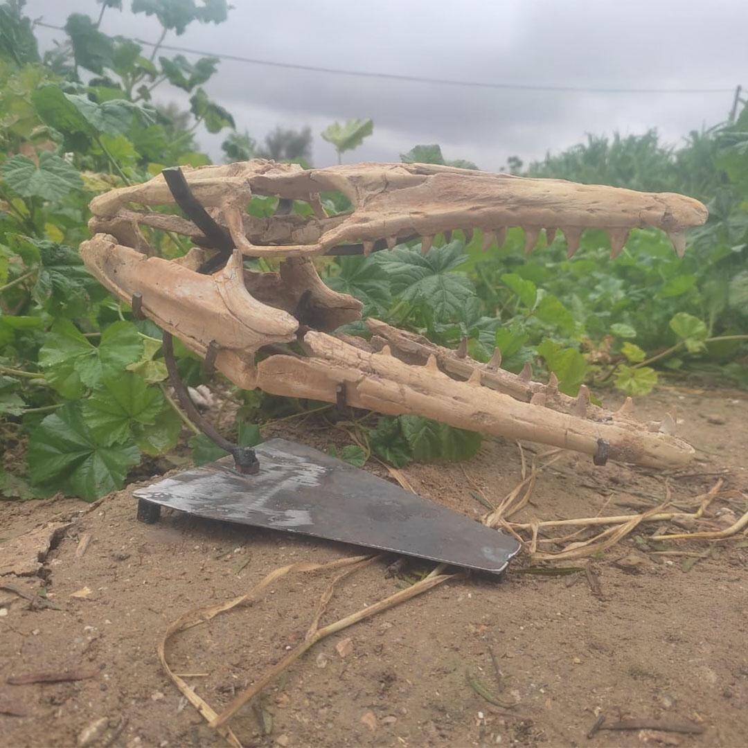 Museum-grade Baby Mosasaur Skull Fossil Real 66 Million-year-old ...
