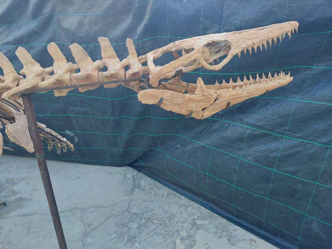 Museum-grade Halisaurus Mosasaur Skeleton Fossil - 197" Cretaceous ...