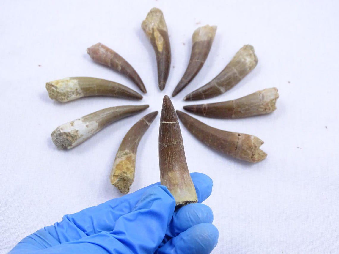 Authentic 100 Plesiosaurus Teeth Huge Fossil Museum Quality ...