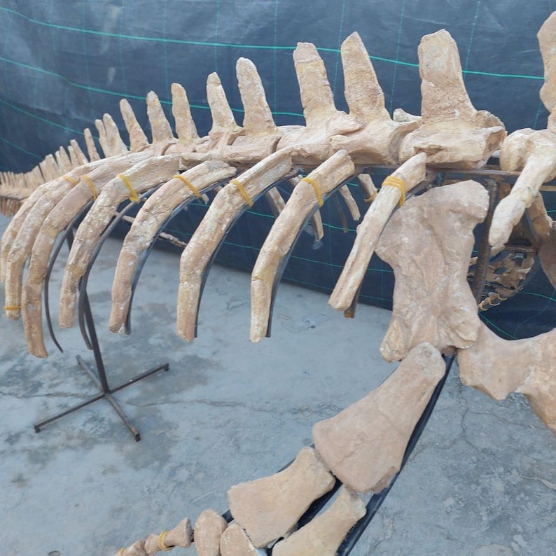 Museum-grade Halisaurus Mosasaur Skeleton Fossil - 197" Cretaceous ...