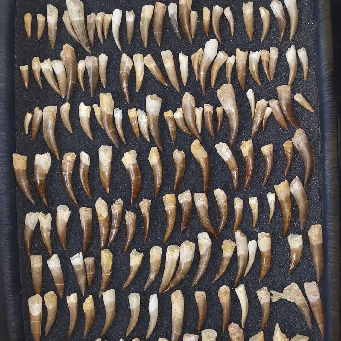 Authentic 100 Plesiosaurus Teeth Huge Fossil Museum Quality ...