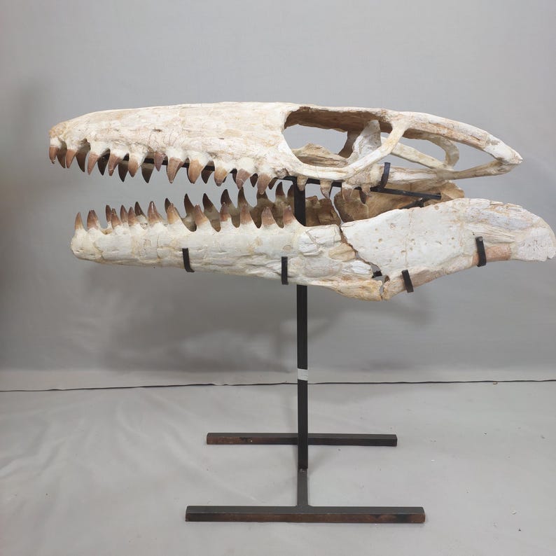 Huge Prognathodon Mosasaurus Skull Fossil: Cretaceous Era Morocco ...