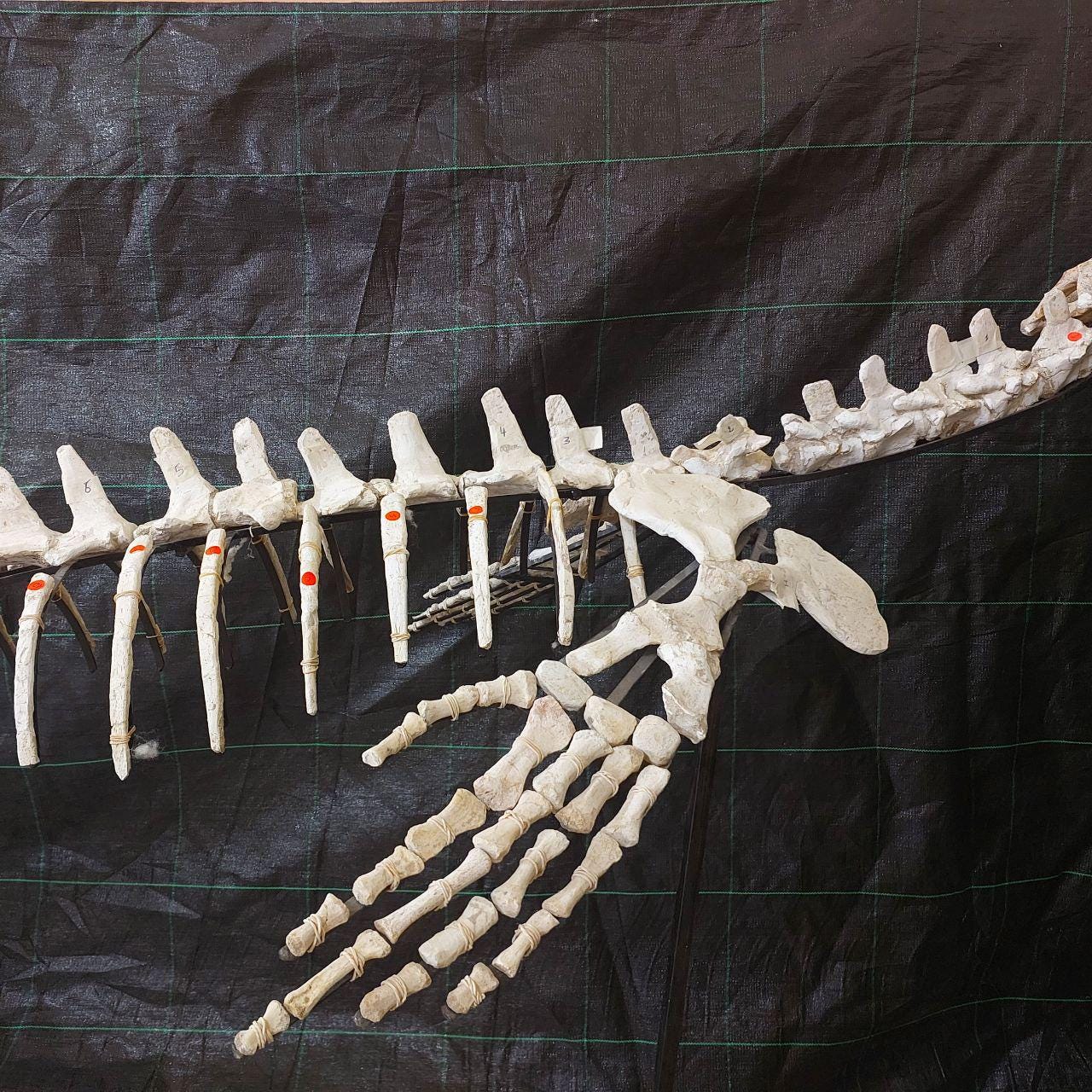 Spectacular Mosasaurus Skeleton 333 Cm 131 Inches Thalassotitan Atrox ...