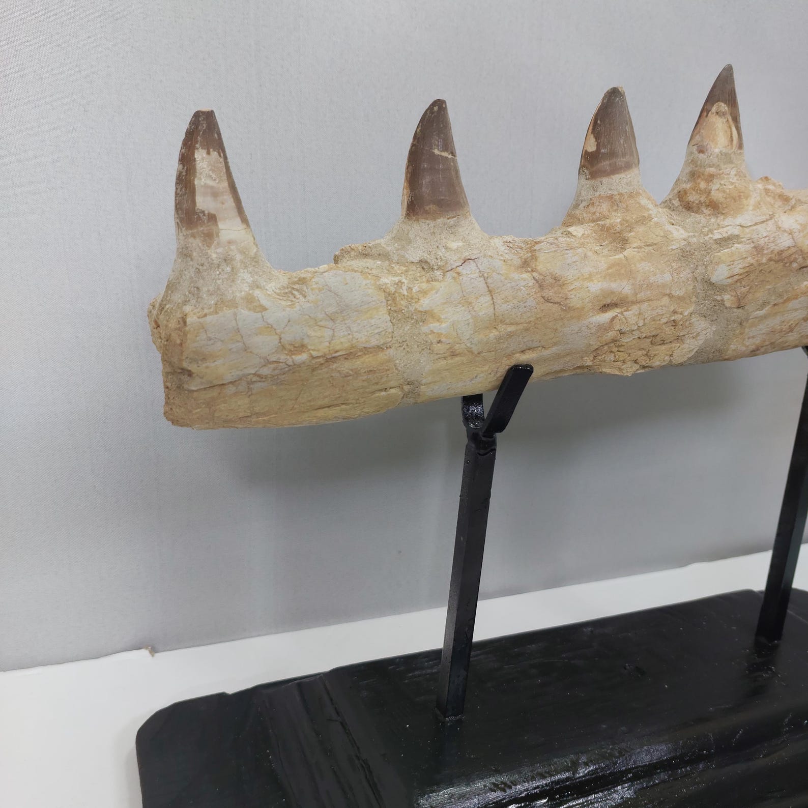 Dinosaur Great Fossil Mosasaurus Jaw Moroccan Cretaceous 66 Million ...
