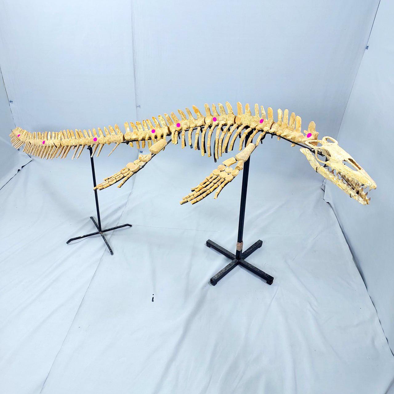 Mosasaur Skeleton Fossil: Prognathodon Anceps, Cretaceous Reptile ...