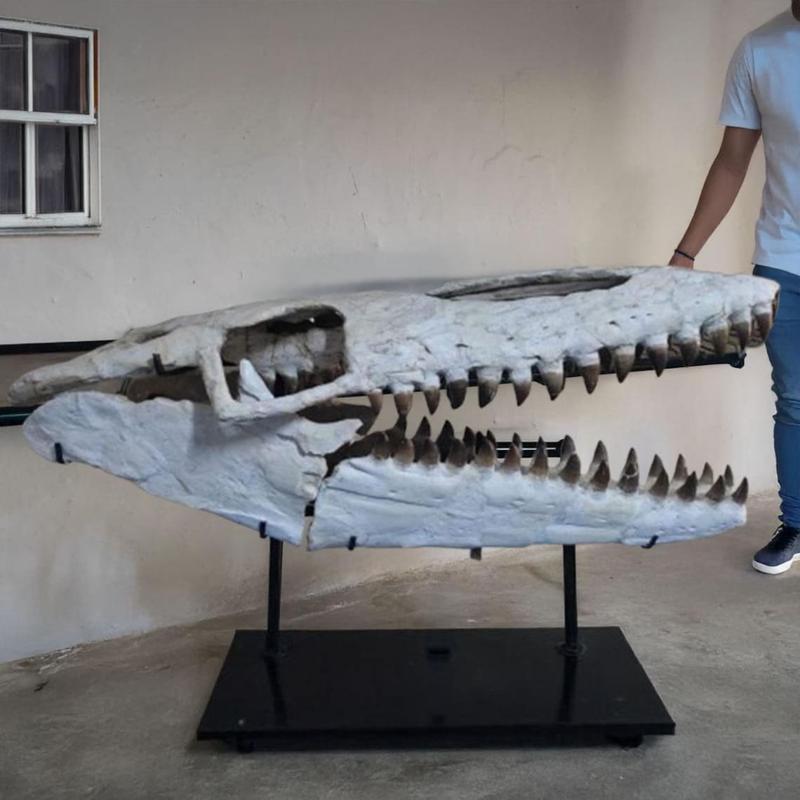 52" Monster Mosasaur Skull Original Fossil Dinosaur Cretaceous ...